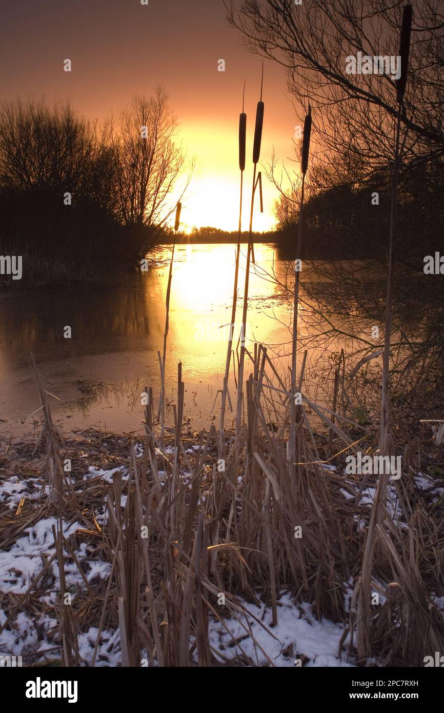 Sunset over reservoir with reeds on snowy bank, Alton Water, Suffolk ...
