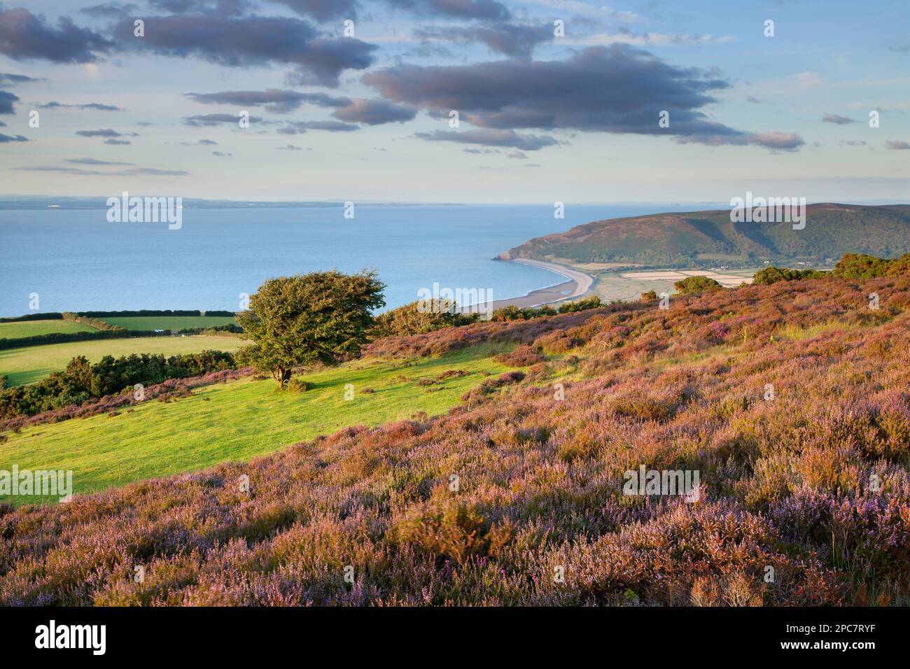 View of the coastline with flowering heather and hawthorn tree, looking ...