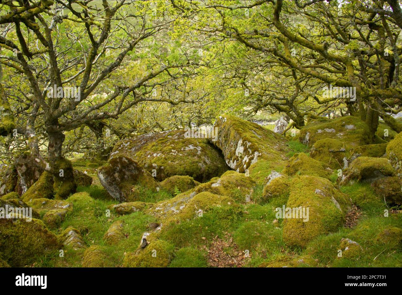 Stunted oaks with epiphytic moss, with moss-covered boulders in the undergrowth of the moorland ...