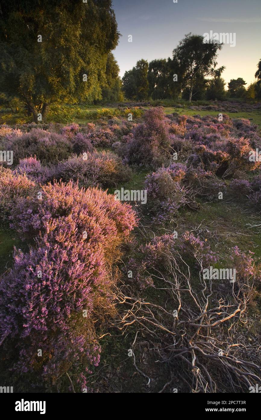Sutton heath hi-res stock photography and images - Alamy