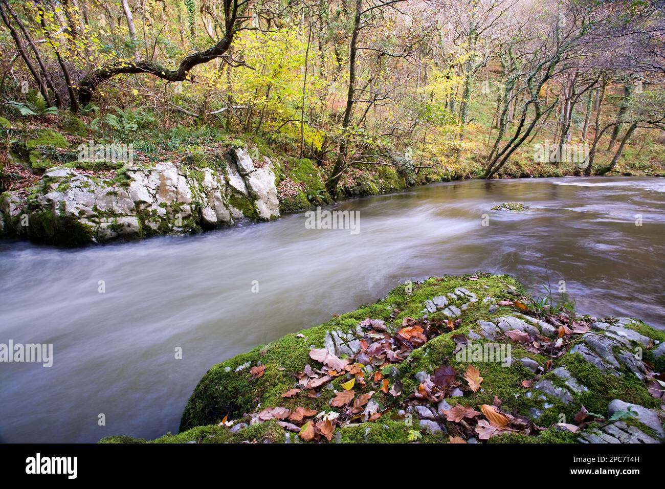 Fast-flowing river in woodland habitat, East Lyn River, Barton Woods ...