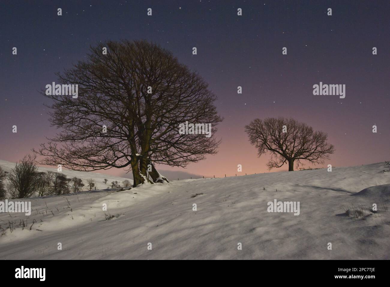 Trees and snow by moonlight at night, Dinkling Green Farm, Whitewell ...