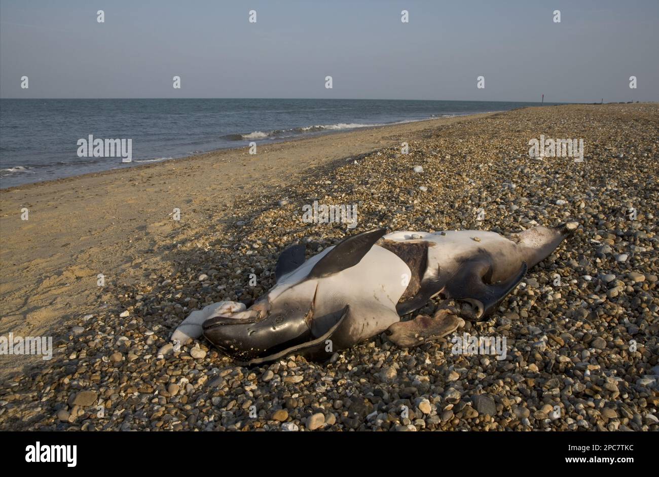 Harbour porpoise (Phocoena phocoena) dead, washed up on beach, with ...