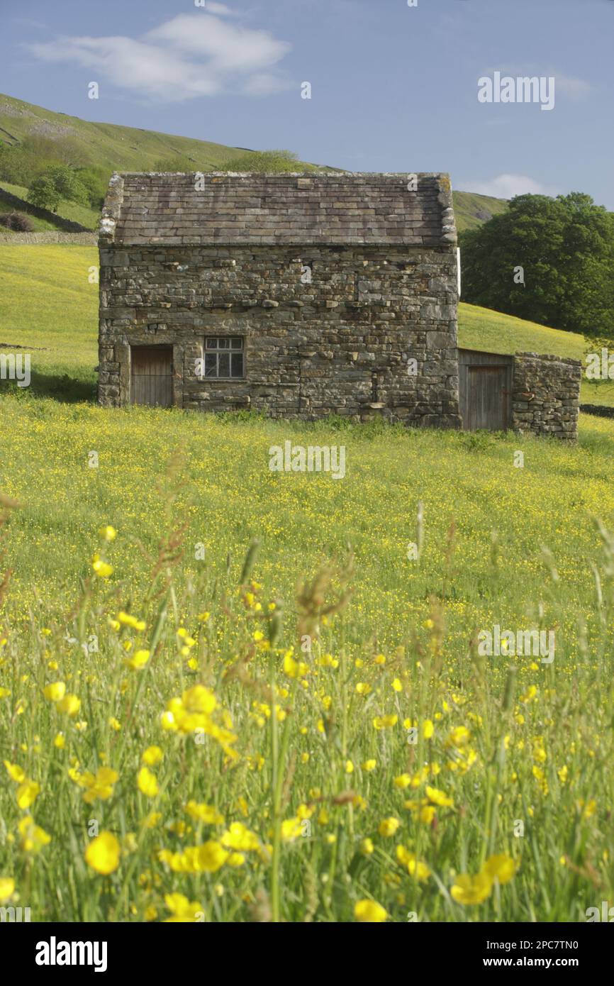 Stone barn in wildflower meadow, Muker, Swaledale, Yorkshire Dales N. P ...