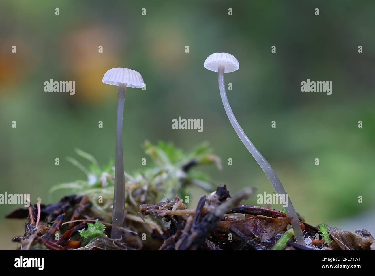 Mycena rorida hi-res stock photography and images - Alamy