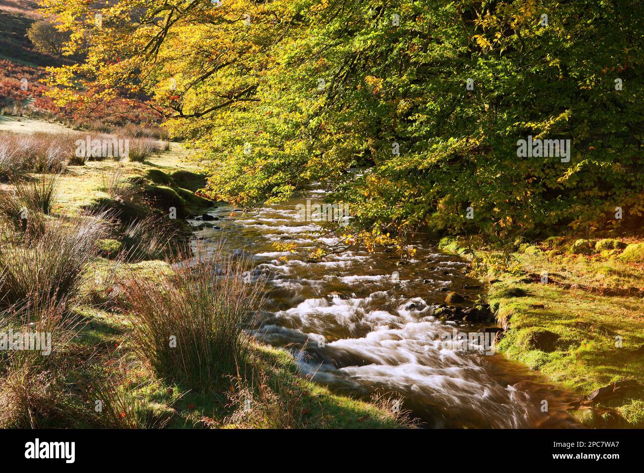 River and overhanging beech trees with leaves in autumn colours, Hoar ...