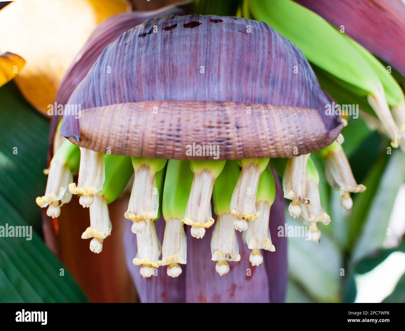 Close up banana blossom, banana flower hanging on a banana tree with ...