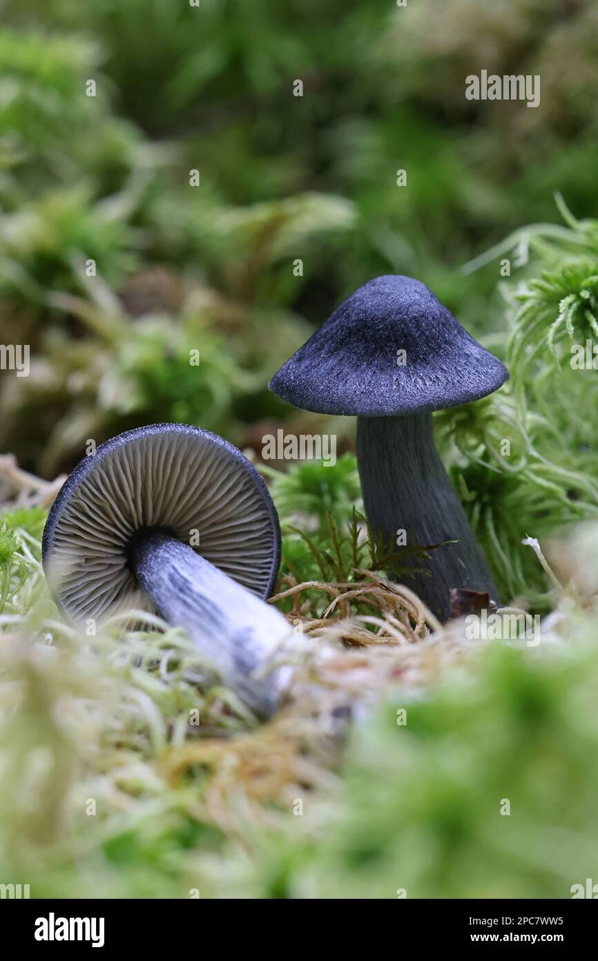 Entoloma nitidum, commonly known as pine pinkgill, wild mushroom from ...