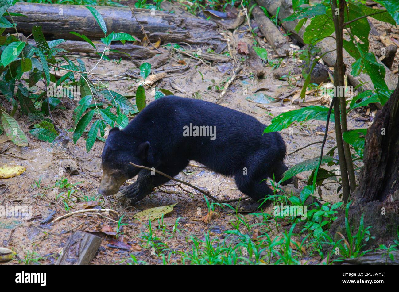 Bornean Sun Bear, Helarctos Malayanus, Malaysia, Sabah, Sepilok Stock ...
