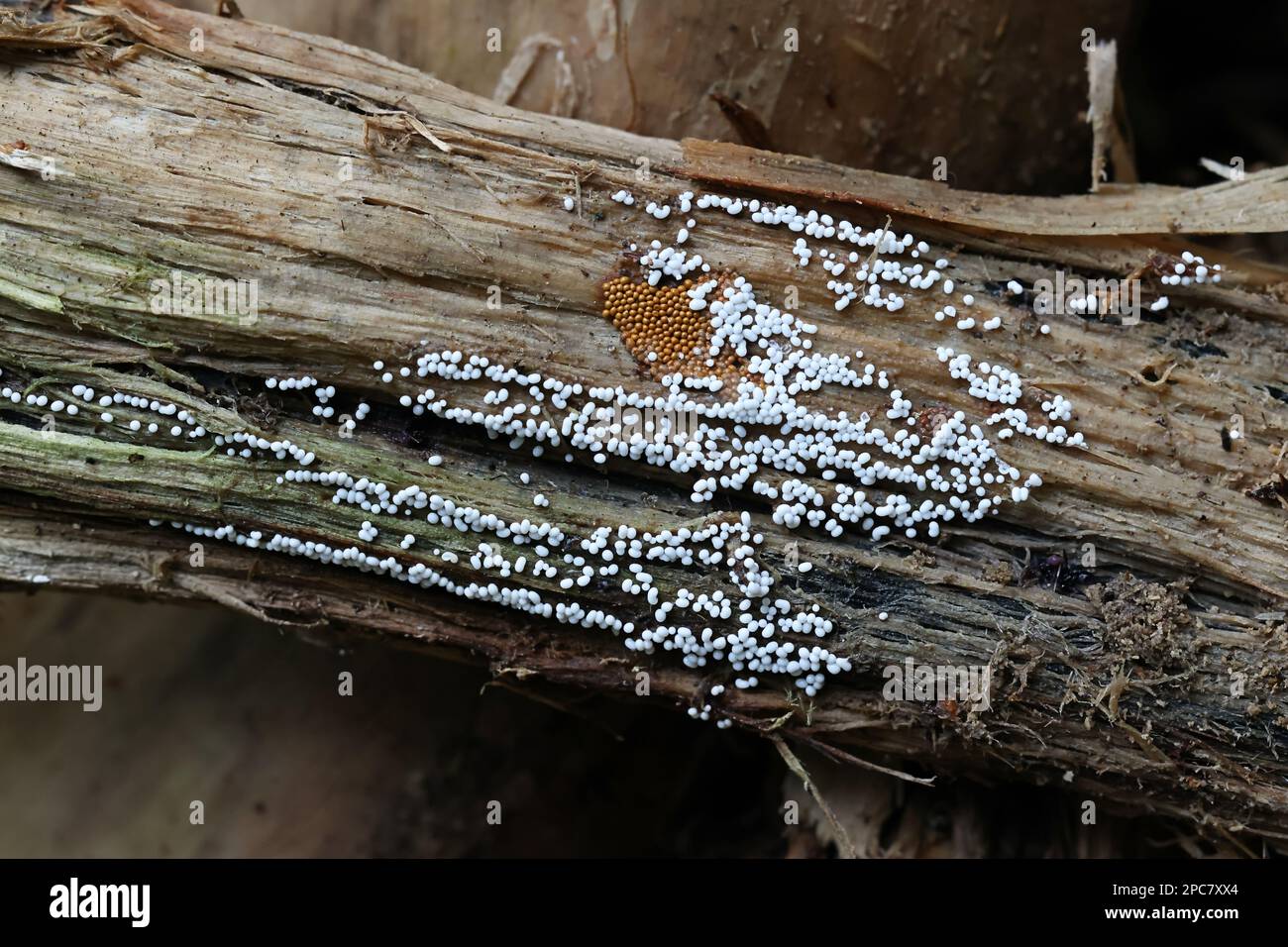 Trichia varia (white) and Trichia scabra (ochre), two slime mold ...