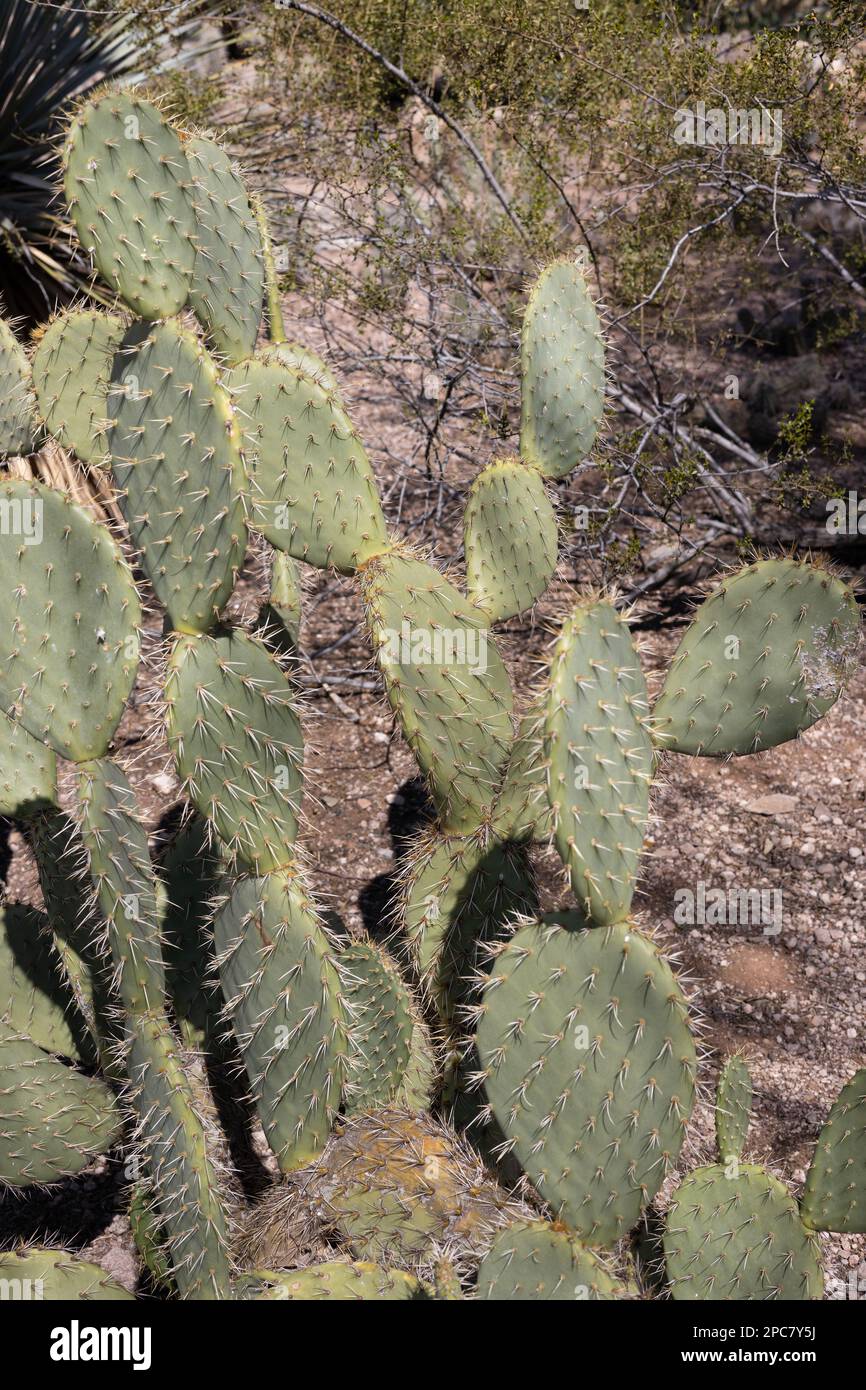 Opuntia oricola - chaparral prickly pear cactus Stock Photo - Alamy