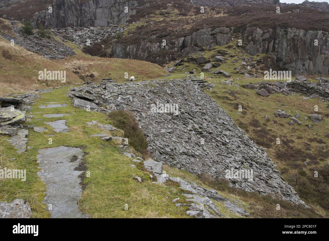 Old level in abandoned slate mine, Cwm Pennant, Snowdonia, Gwynedd ...