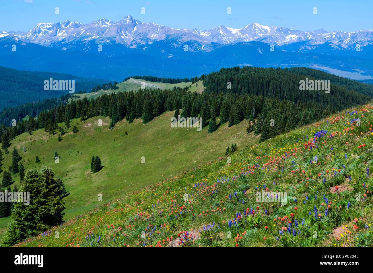 Vail bloom hi-res stock photography and images - Alamy