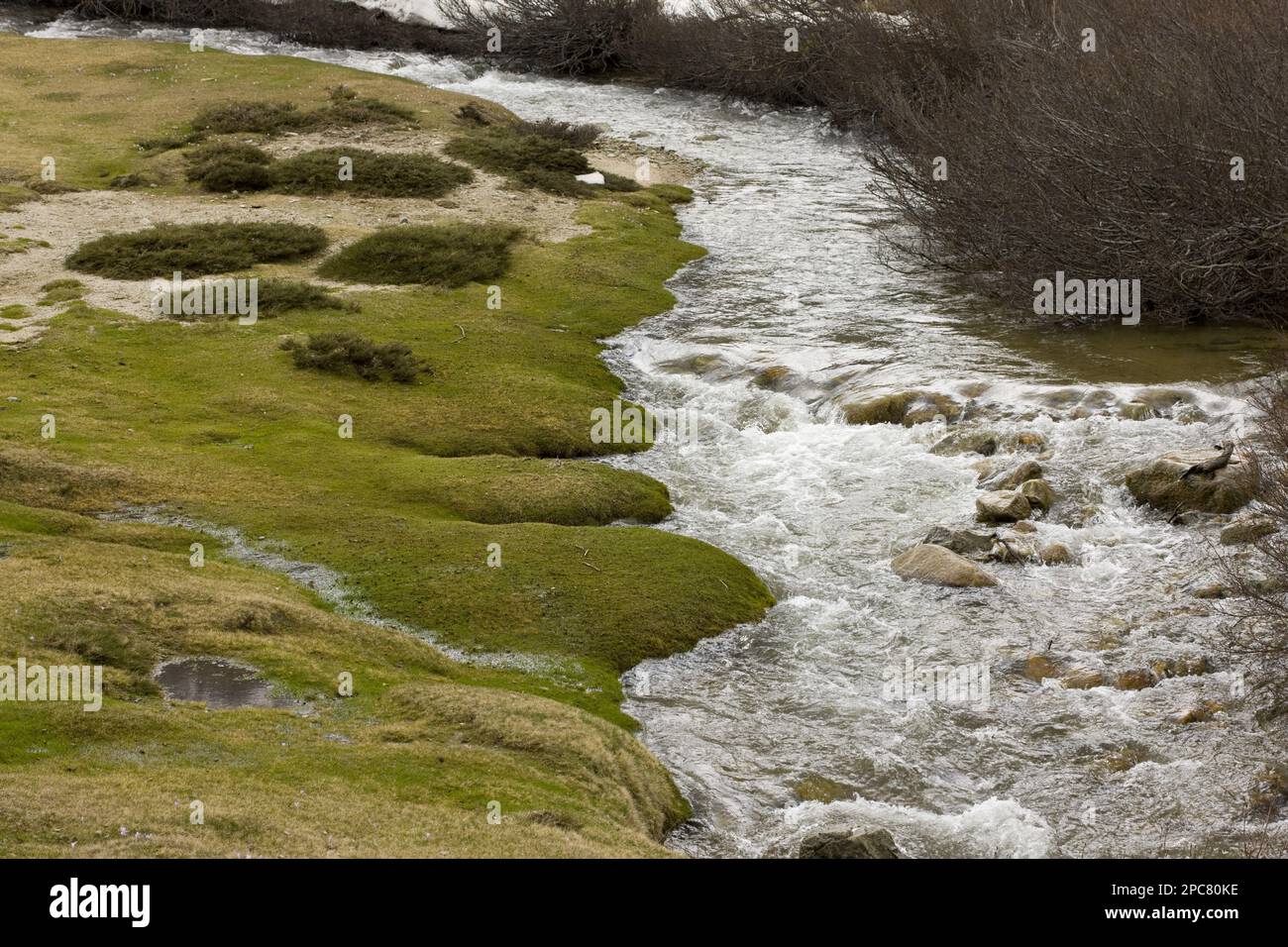 River in spate flowing through high pasture (pozzine) habitat, Val d ...