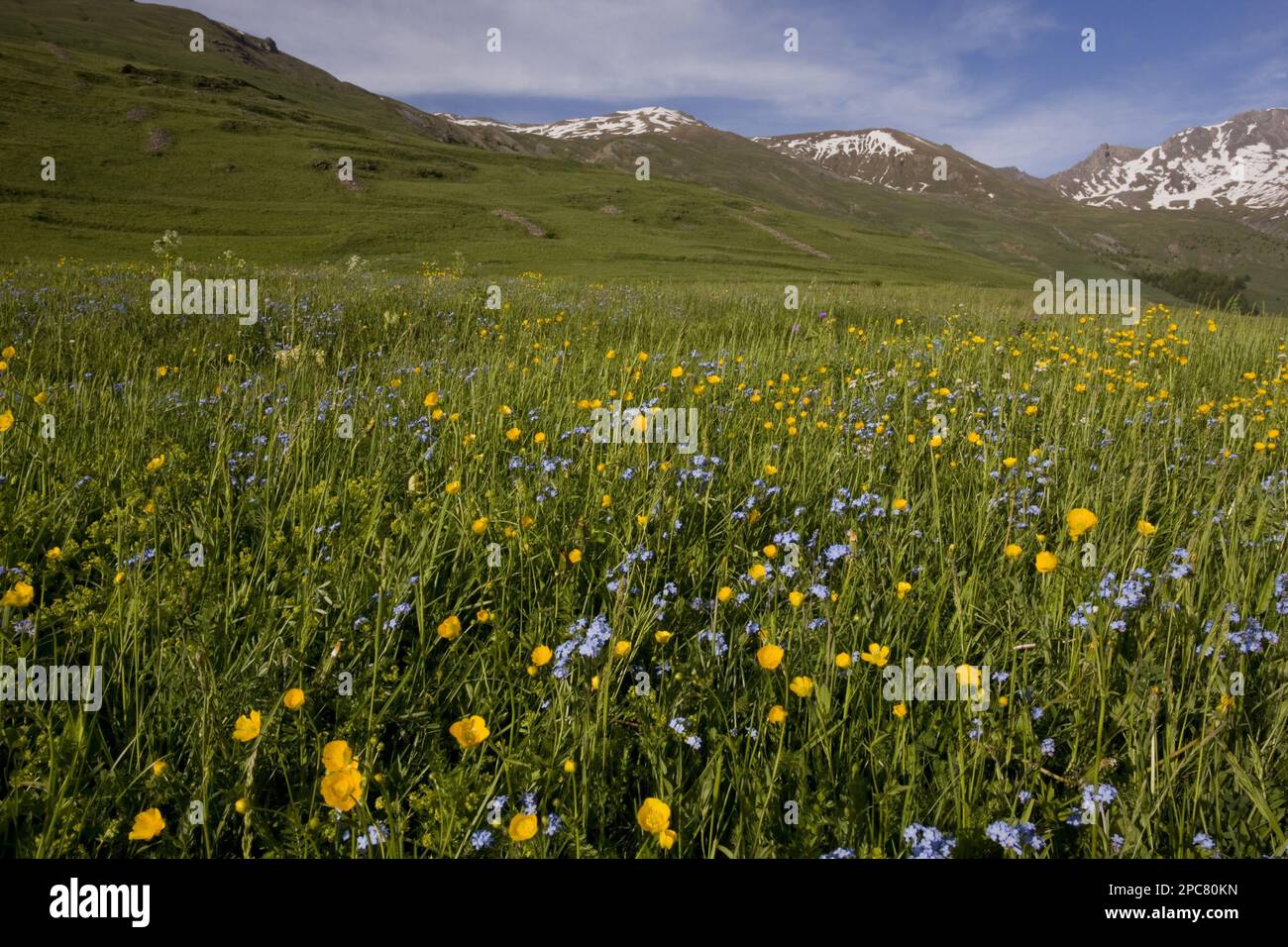 Species-rich pasture habitat with buttercups and forget-me-nots, Col d ...