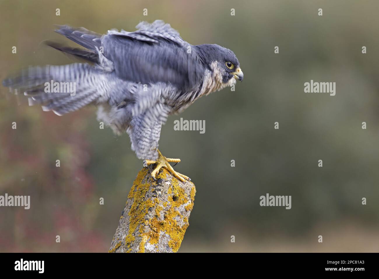 Arts falcon hi-res stock photography and images - Alamy