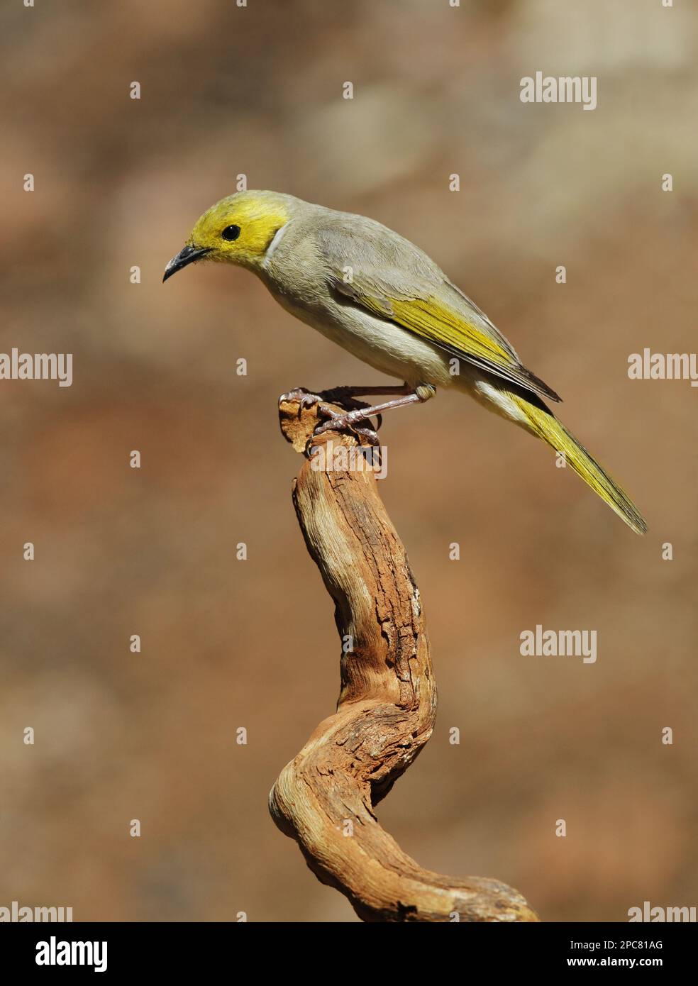 Lichenostomus penicillatus australian bird northern territory hi-res ...