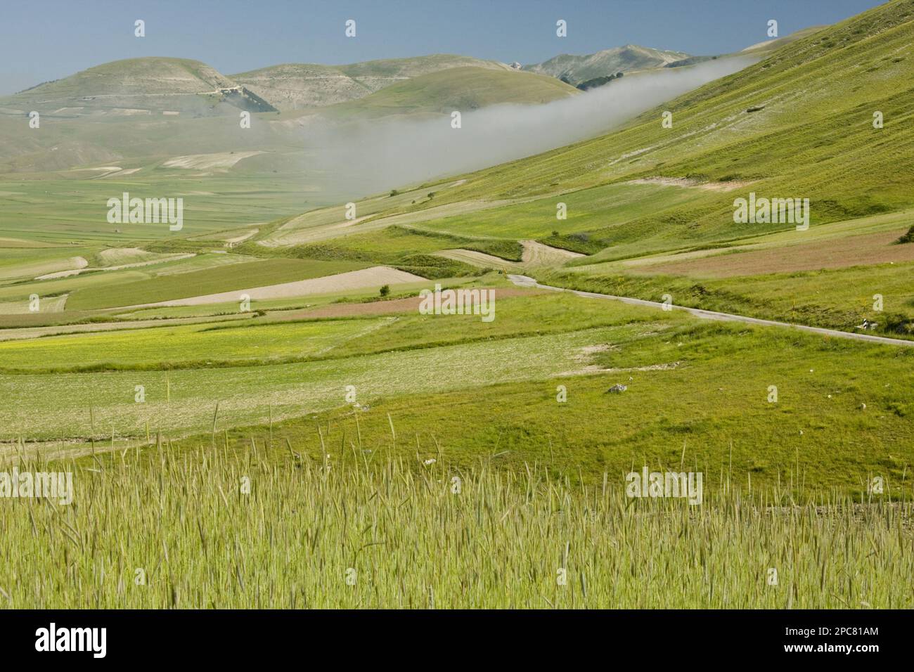 View of flowery strip fields, full of cornfield weeds, Grande Piano ...