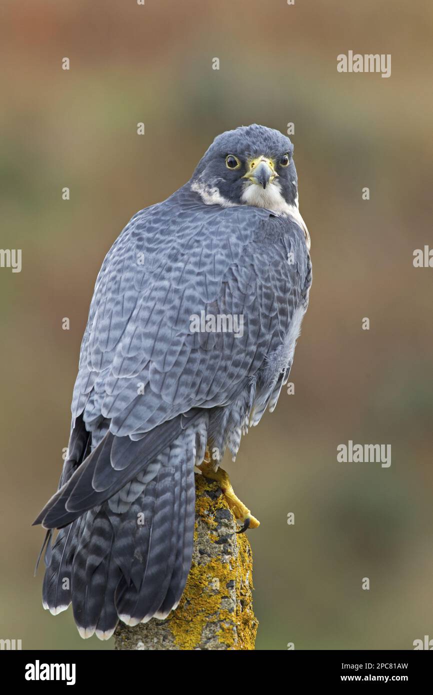 Arts falcon hi-res stock photography and images - Alamy