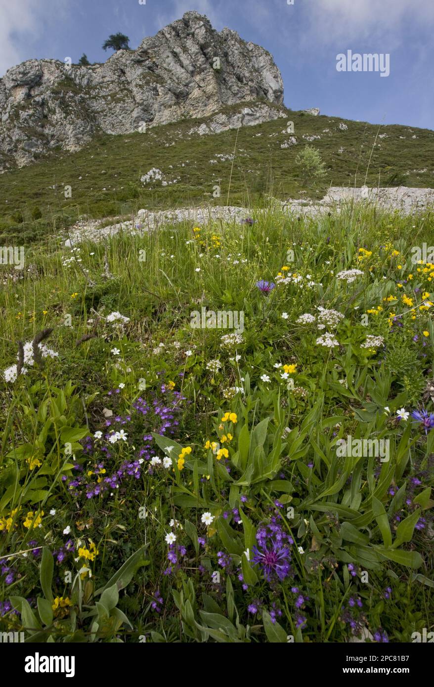 Italian wildflowers hi-res stock photography and images - Alamy