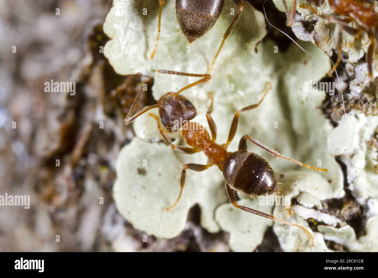 House to the lichen hi-res stock photography and images - Alamy