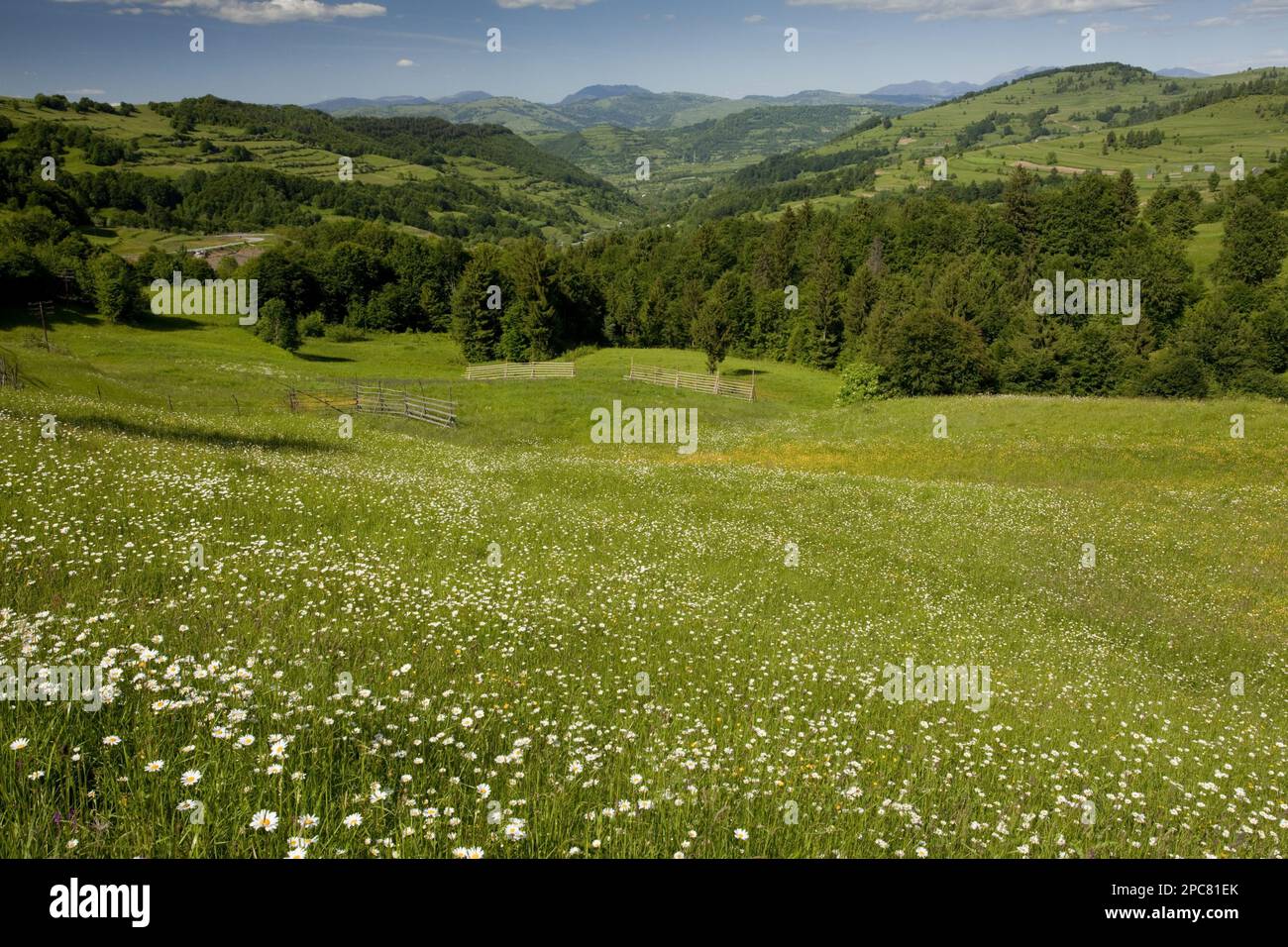 View across the meadow to the mountains, Rodnii Mountains, near Nasaud ...