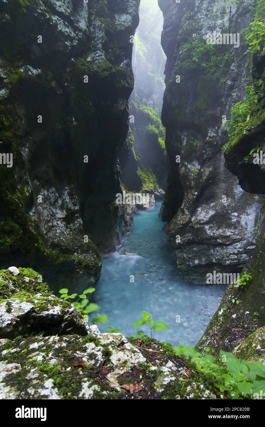 View of the river gorge habitat with pristine water and high humidity ...