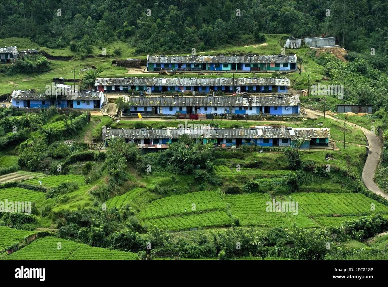 View of tea plantation workers living on the hillside, Munnar, Western ...