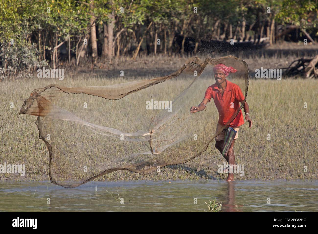 Fishermen cast net at water's edge in mangrove forest, Sundarbans ...