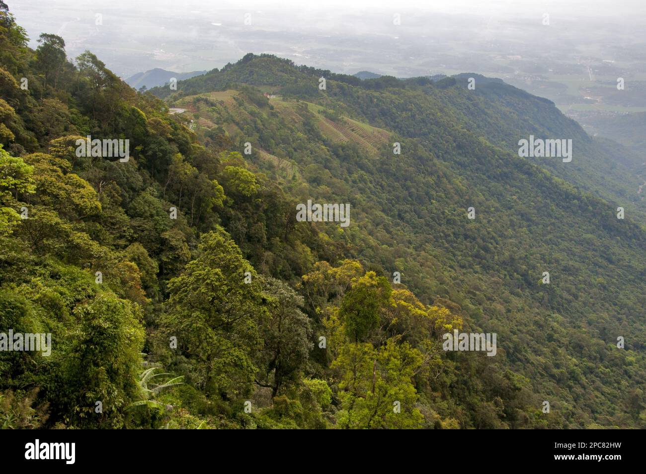 Vietnamese national forest reserve hi-res stock photography and images ...