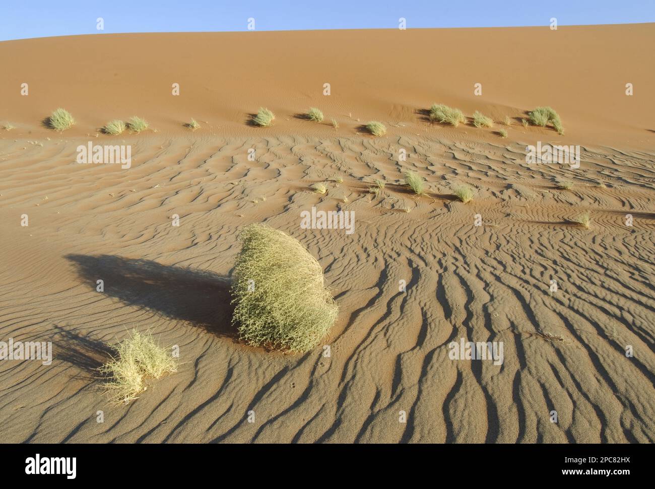 Wind-blown patterns and vegetation on desert sand dune, Sossusvlei ...