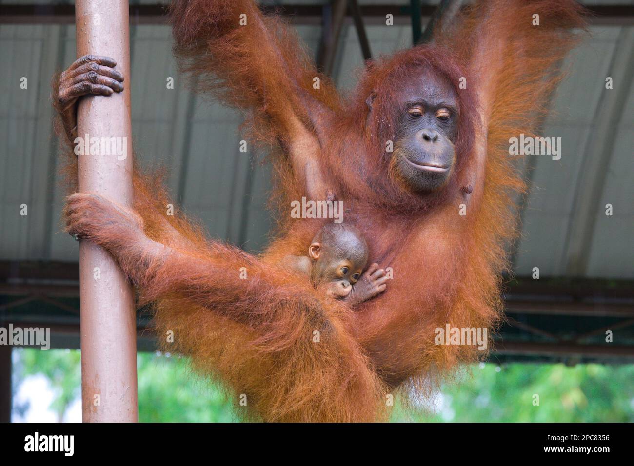 Orangutan, Pongo Pygmaeus, Malaysia, Sabah, Sepilok Stock Photo - Alamy