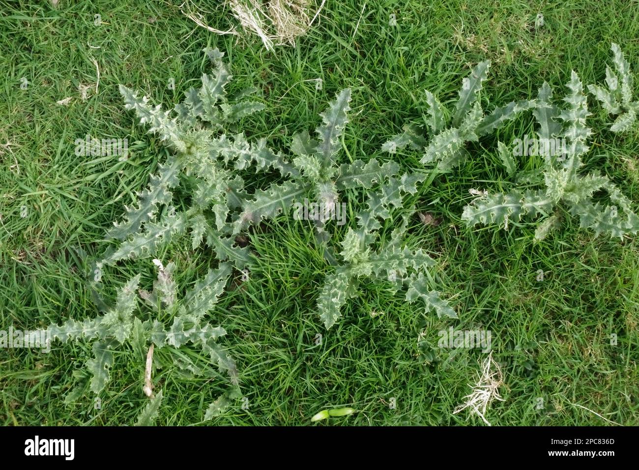 Creeping thistle (Cirsium arvense), young plants, self-seeding on grass ...