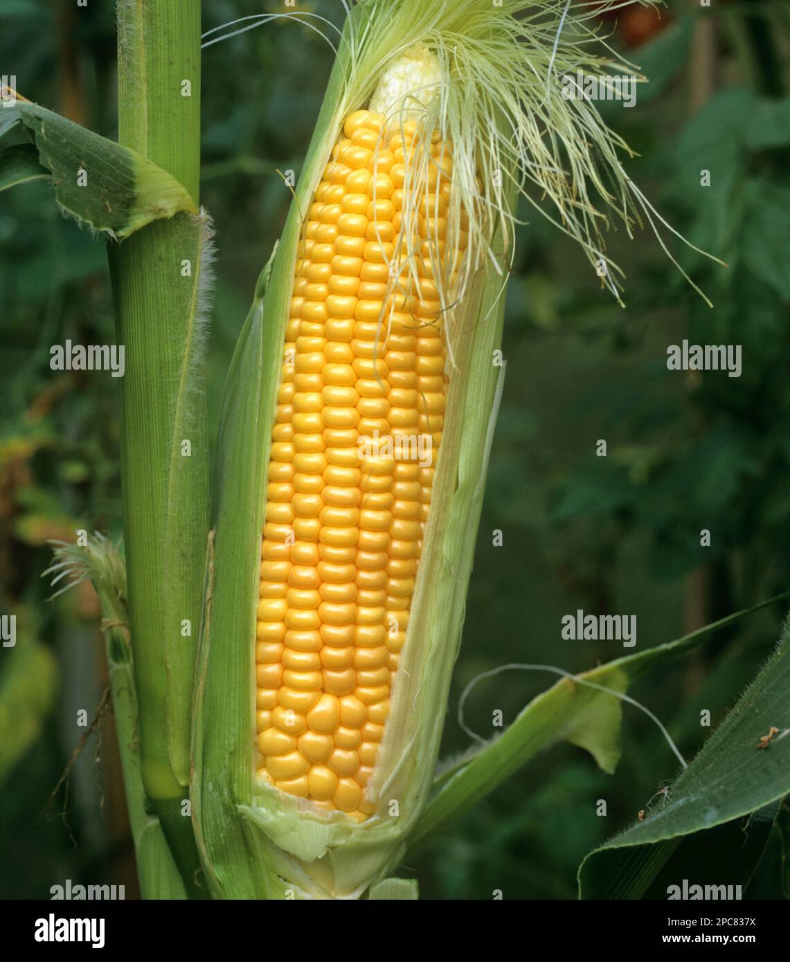 Planting sweet corn hi-res stock photography and images - Alamy