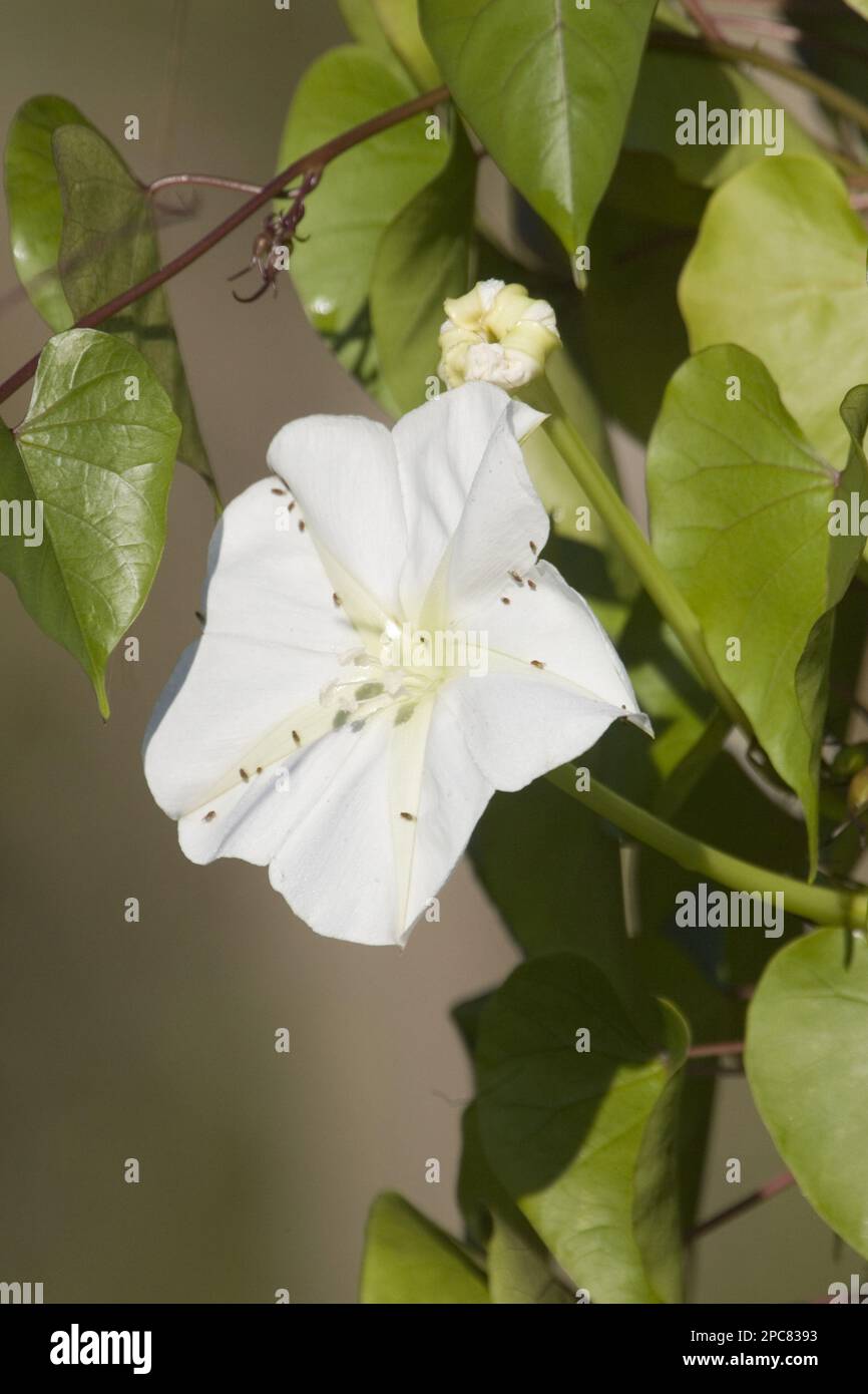 Calonyction aculeatum hi-res stock photography and images - Alamy