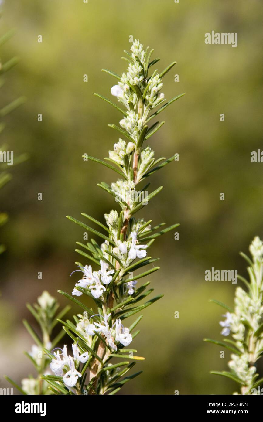 The wild rosemary hi-res stock photography and images - Alamy