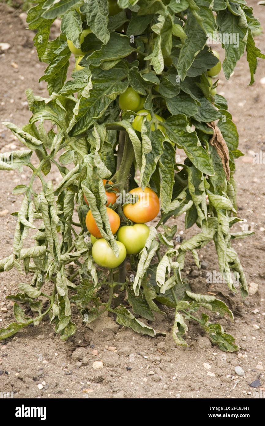 Tomato shortage hi-res stock photography and images - Alamy