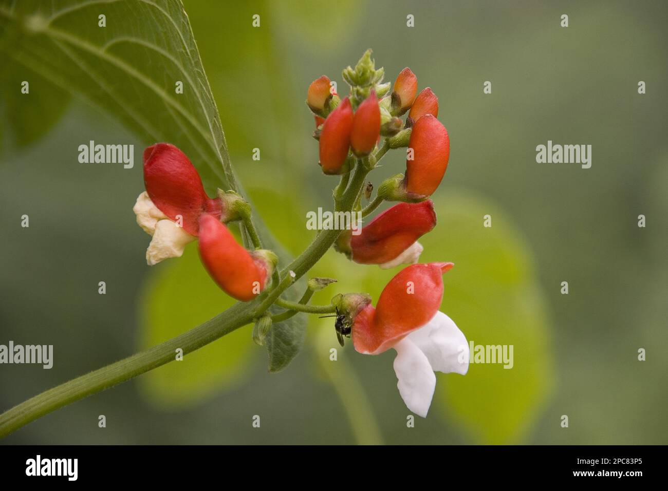 Fire bean, beetle bean, butterfly bean, runner bean flowers Stock Photo ...