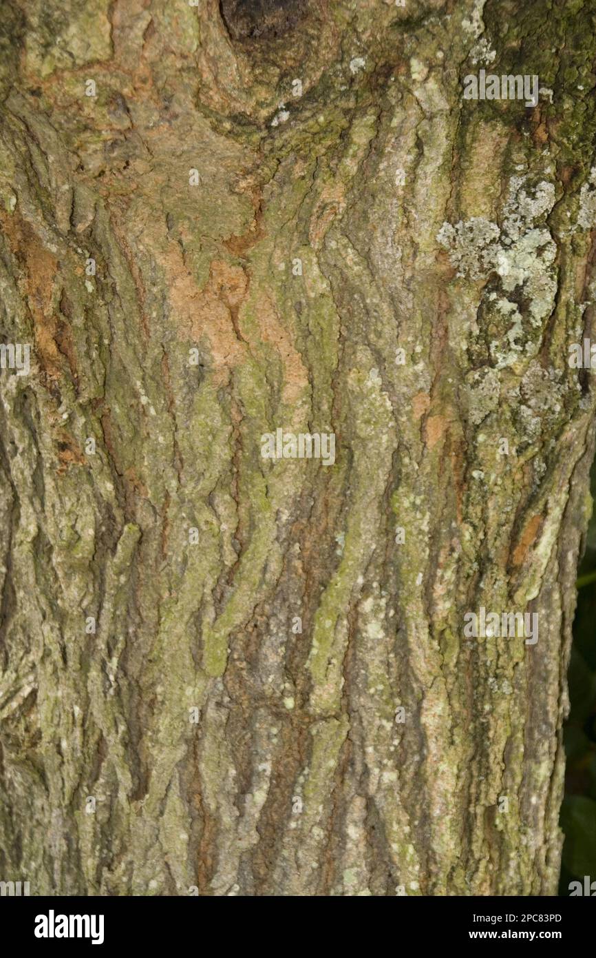 Bark black mulberry tree hi-res stock photography and images - Alamy
