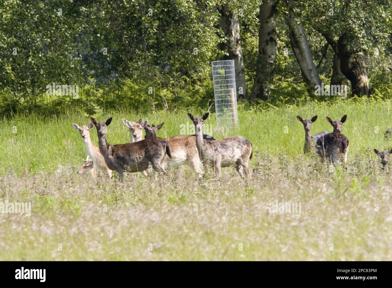 Female fallow deer with deer tree guard at Suffolk Wildlife Trust ...