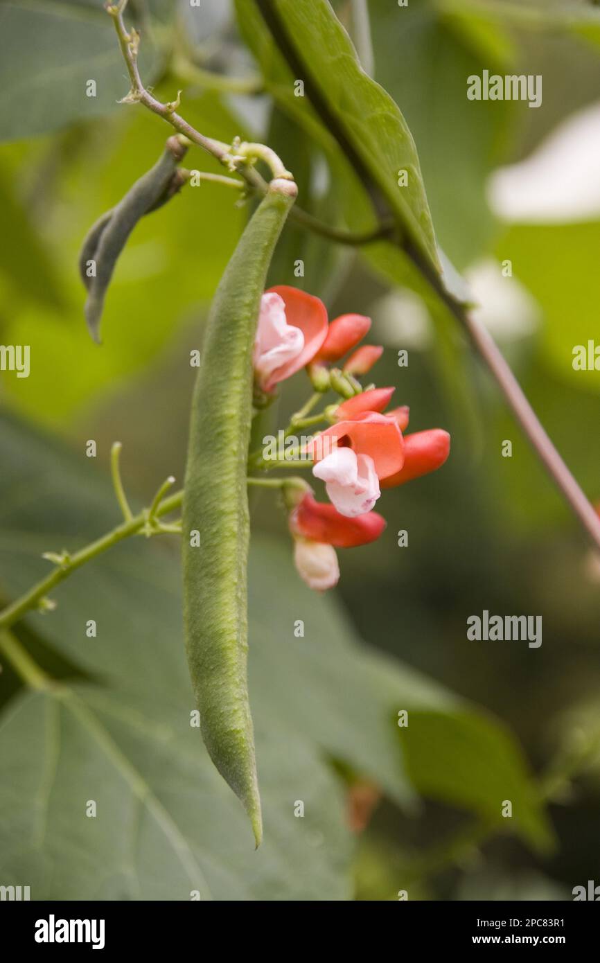 Fire bean, beetle bean, butterfly bean, runner bean and flower Stock ...