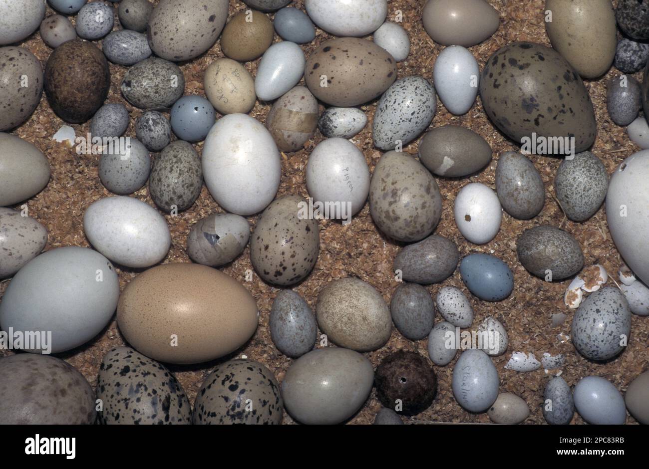 British birds british bird birds egg eggs collection hi-res stock ...