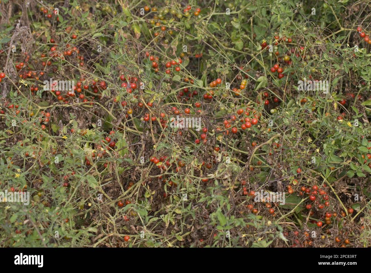 Galapagos tomato, wild tomato, nightshade family, wild Galapagos ...