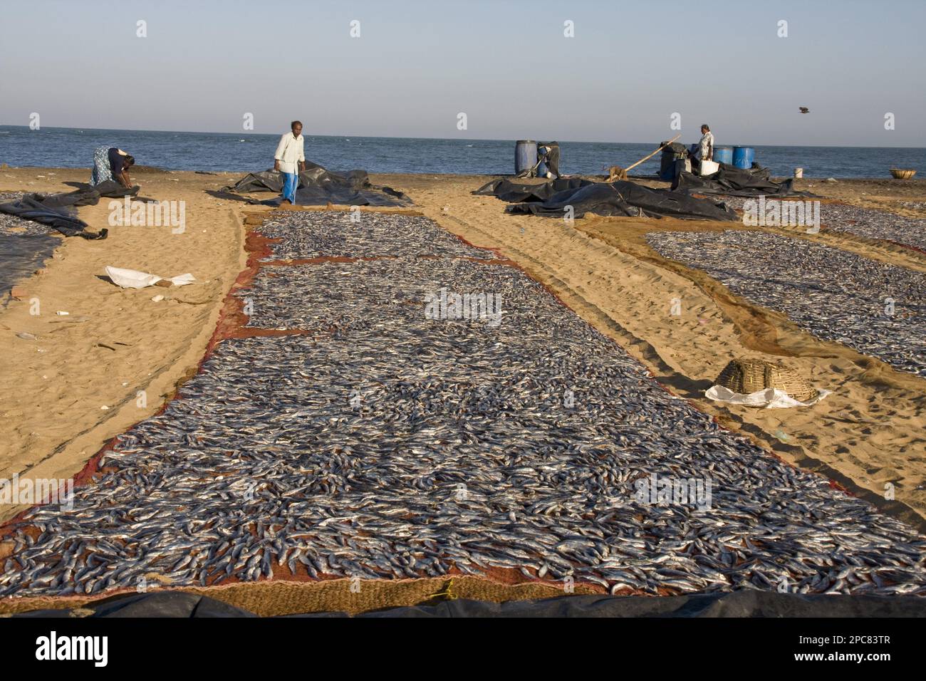 Fish drying in the sun in Negombo, Sri Lanka Stock Photo - Alamy