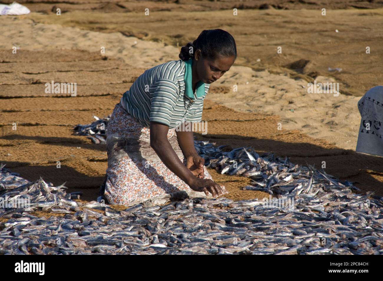Catching fish spread out to dry in the sun, Negombo, Sri Lanka Stock ...