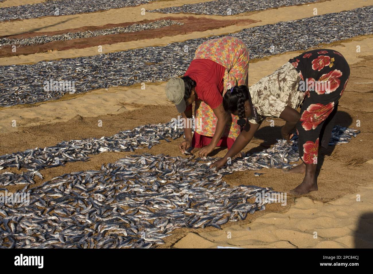 Catching fish spread out to dry in the sun, Negombo, Sri Lanka Stock ...