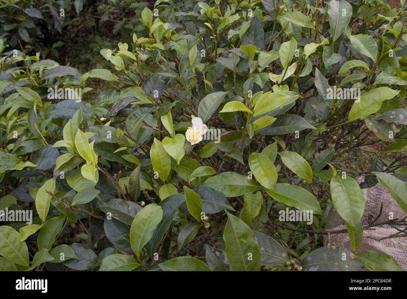 Thea sinensis, tea plant, camellia, tea shrub family, tea leaves and ...