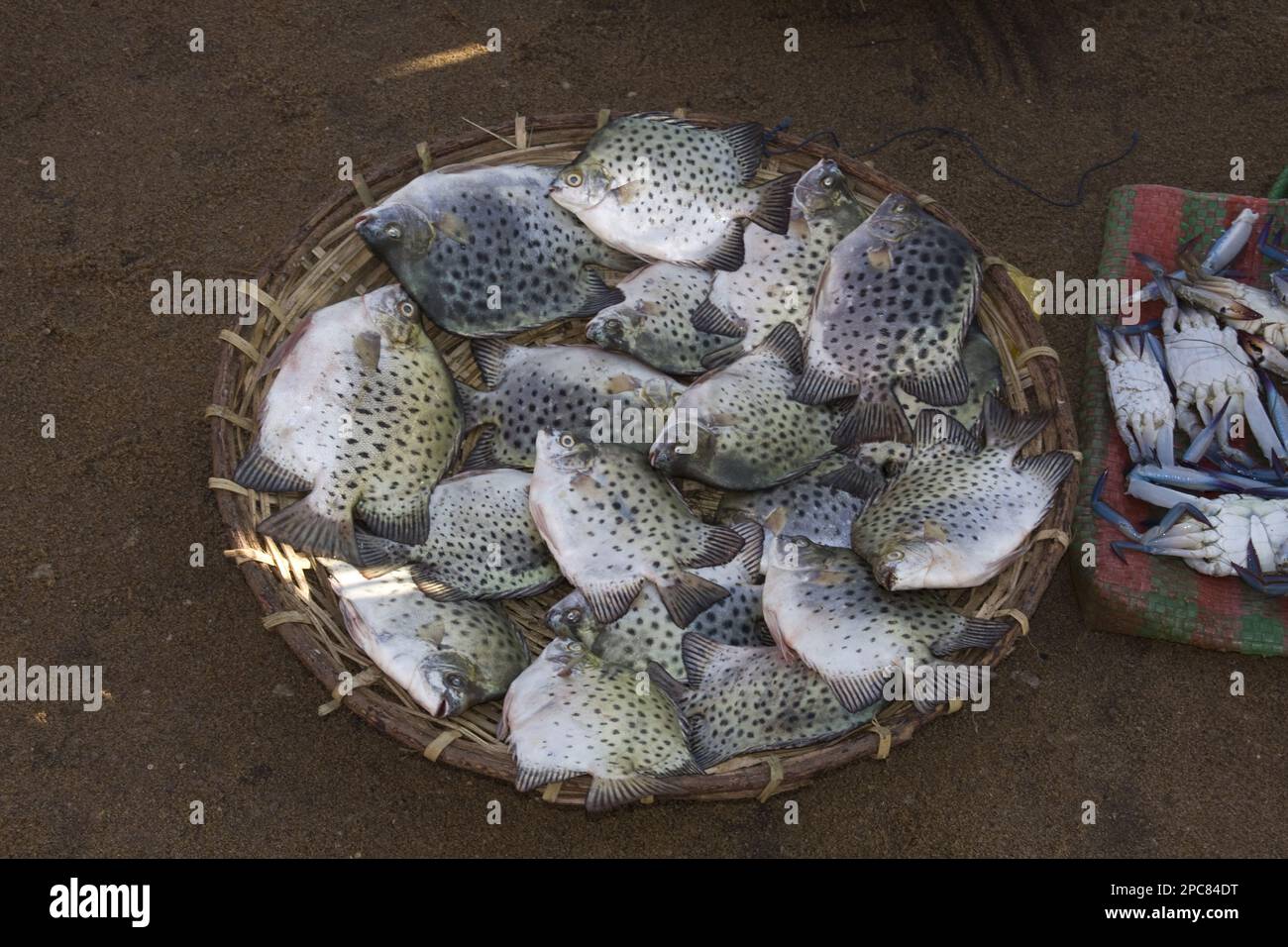 Reef fish for sale at Negombo market Stock Photo - Alamy