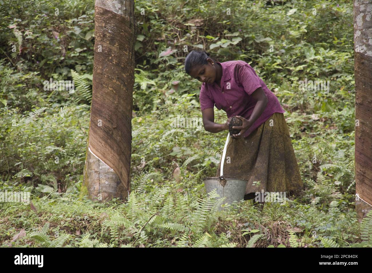 Processing of latex from rubber tree hi-res stock photography and ...