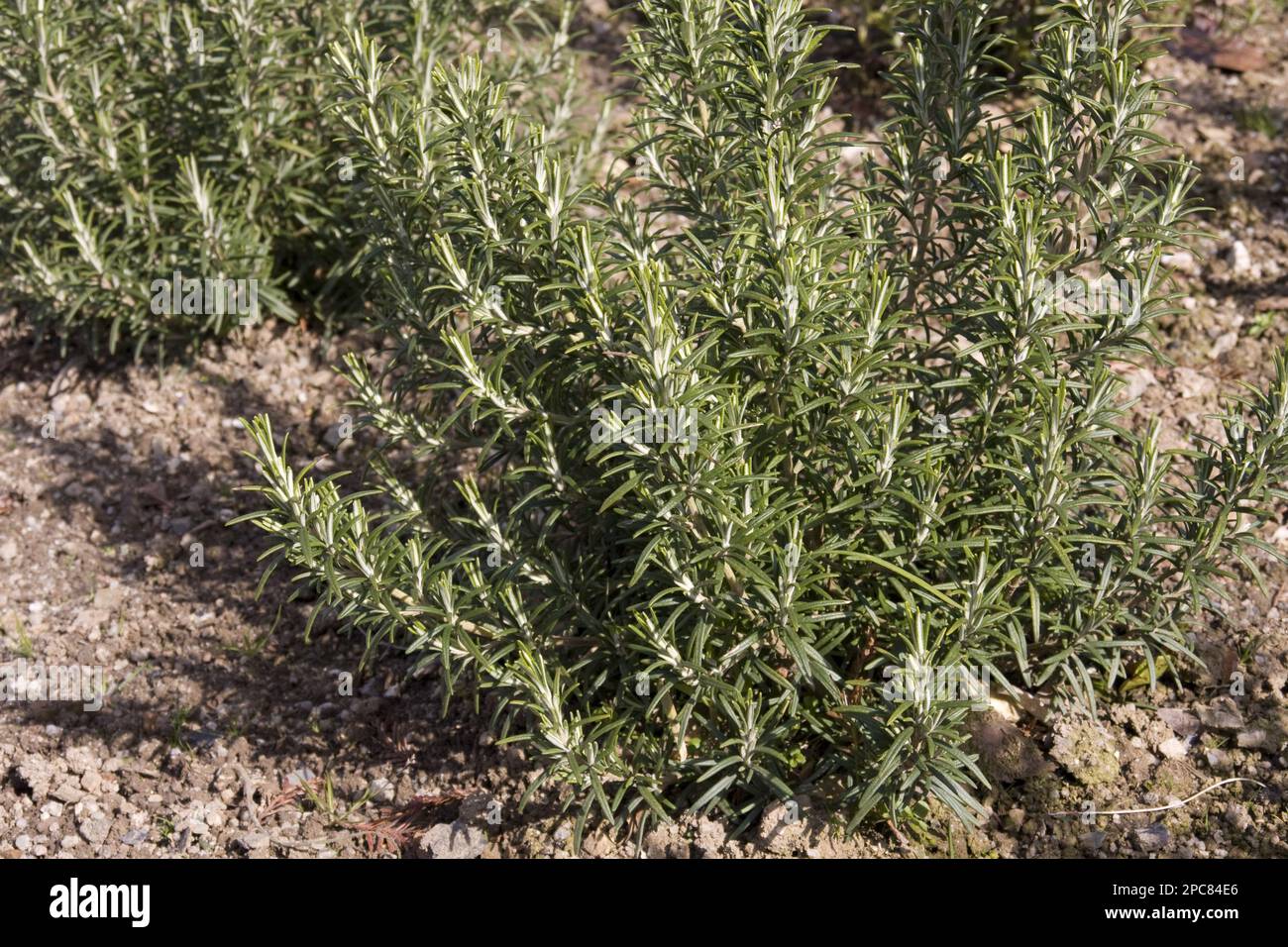 Rosemary variety alba florus herb hi-res stock photography and images ...